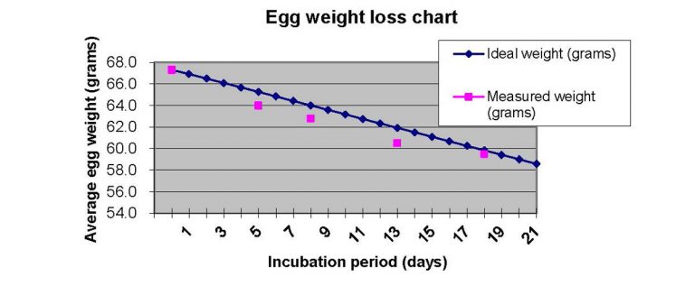 Incubation Humidity - Backyard Poultry